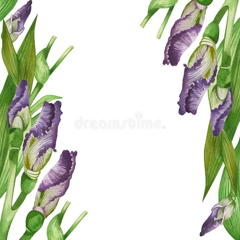 Irises, Iris Buds and Green Leaves are Arranged in a Square Frame. All ...