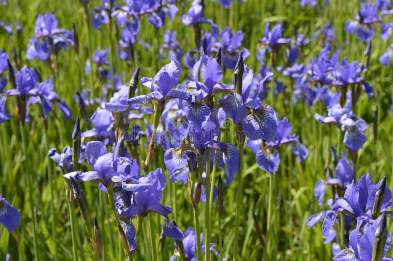 Irises - Spring, Purple Flowers Stock Photo - Image of purple ...