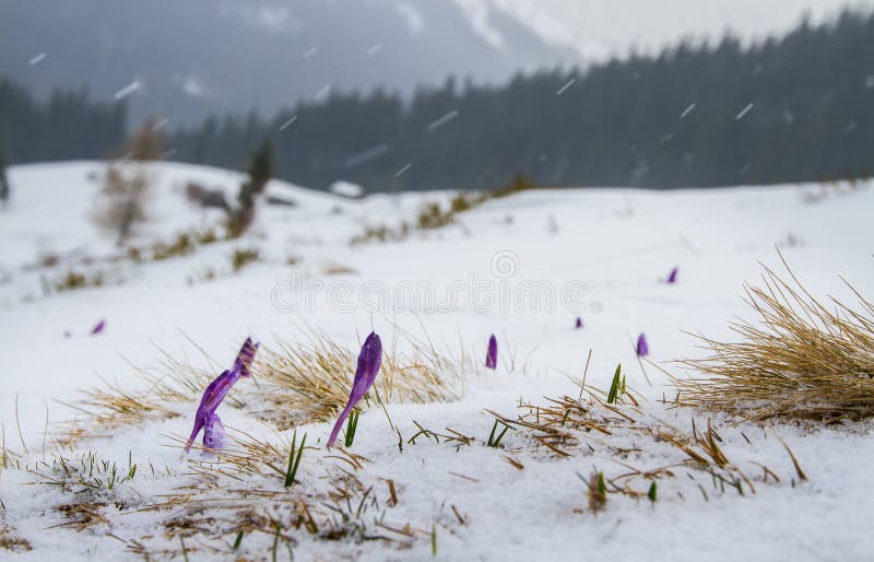Irises under the snow. stock photo. Image of strength - 91736098