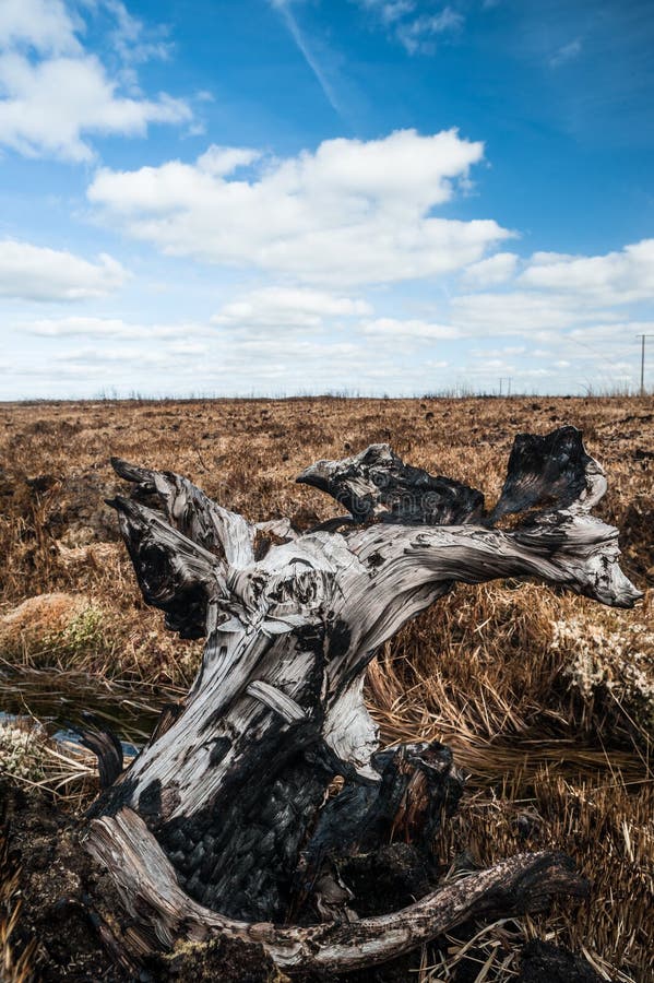 Irish bog wood landscape stock image. Image of typical - 51286183