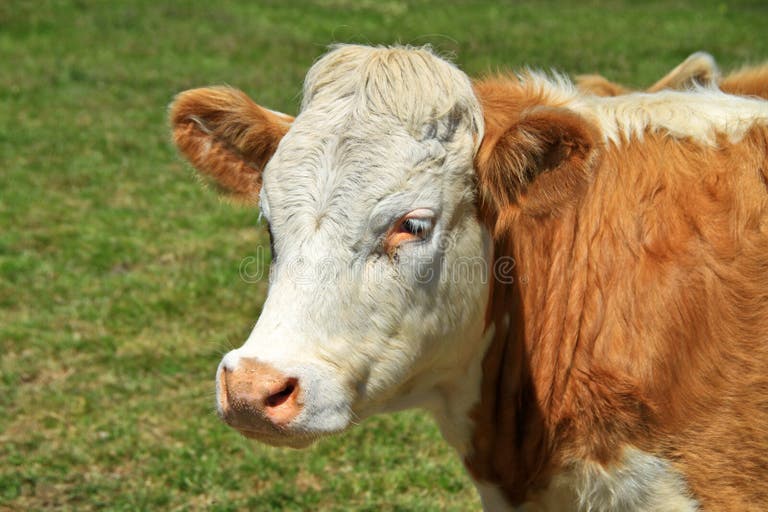 Irish bull stock photo. Image of country, meadow, countryside - 14900586