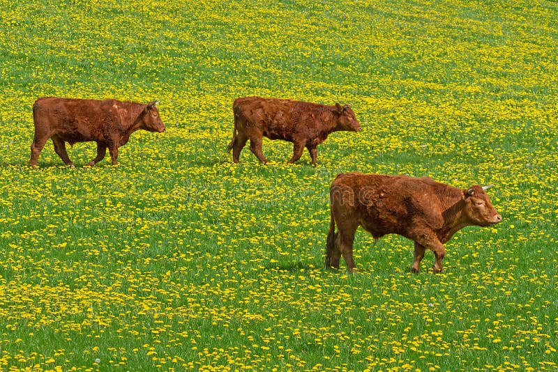 Irish bull stock photo. Image of country, meadow, countryside - 14900586