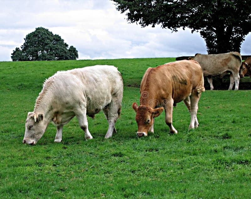 Irish Cattle stock photo. Image of animal, tourism, celtic - 3043376