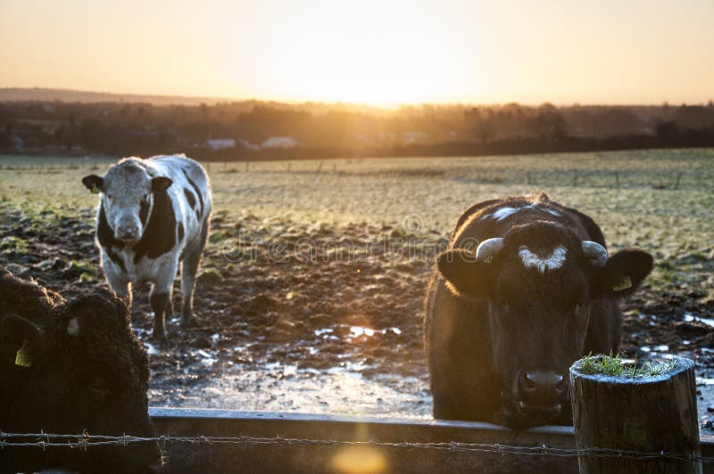 The Irish cattle stock image. Image of cattle, countryside - 128076047