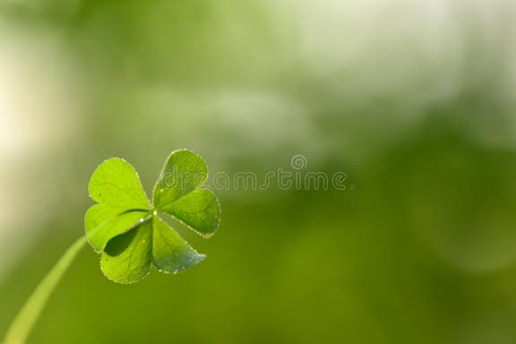 38,937 Irish Clover Stock Photos - Free & Royalty-Free Stock Photos ...