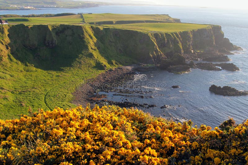 Irish Coast and Yellow Flowered Cliffs Stock Photo - Image of ireland ...