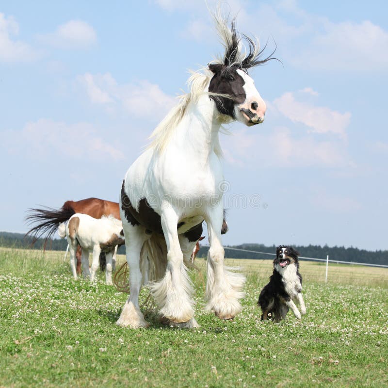 Irish Cob and Border Collie Jumping Together Stock Image - Image of ...