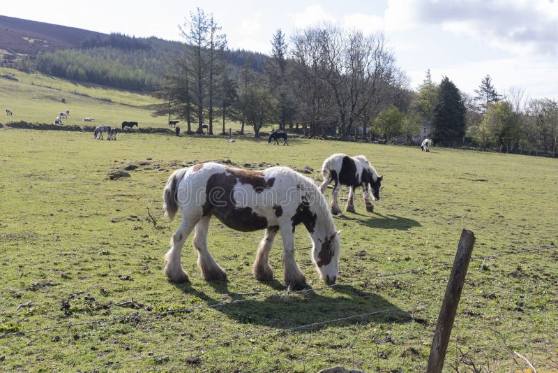 Irish cob mare stock photo. Image of equine, animal - 232068218