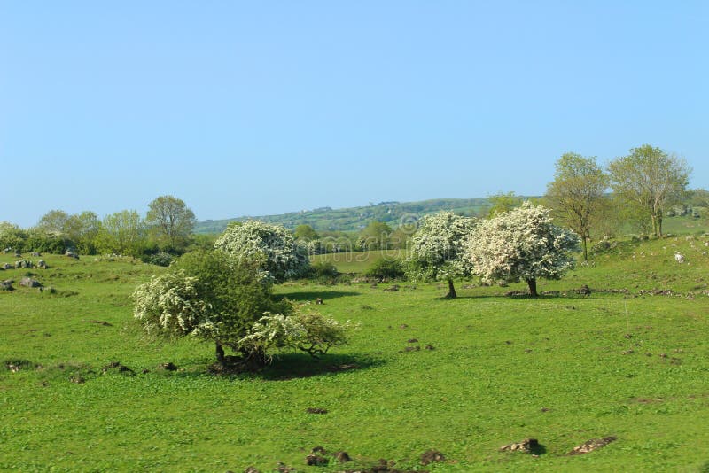 Irish Countryside in the Spring (IRE 0125 Stock Image - Image of ...
