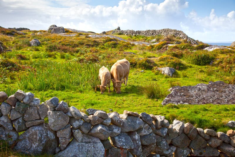 Irish Cows on Pasture stock photo. Image of cattle, mammal - 21060740