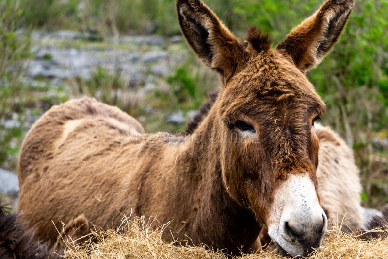 Irish Donkey with Animal Feed in County Clare, Ireland Stock Image ...