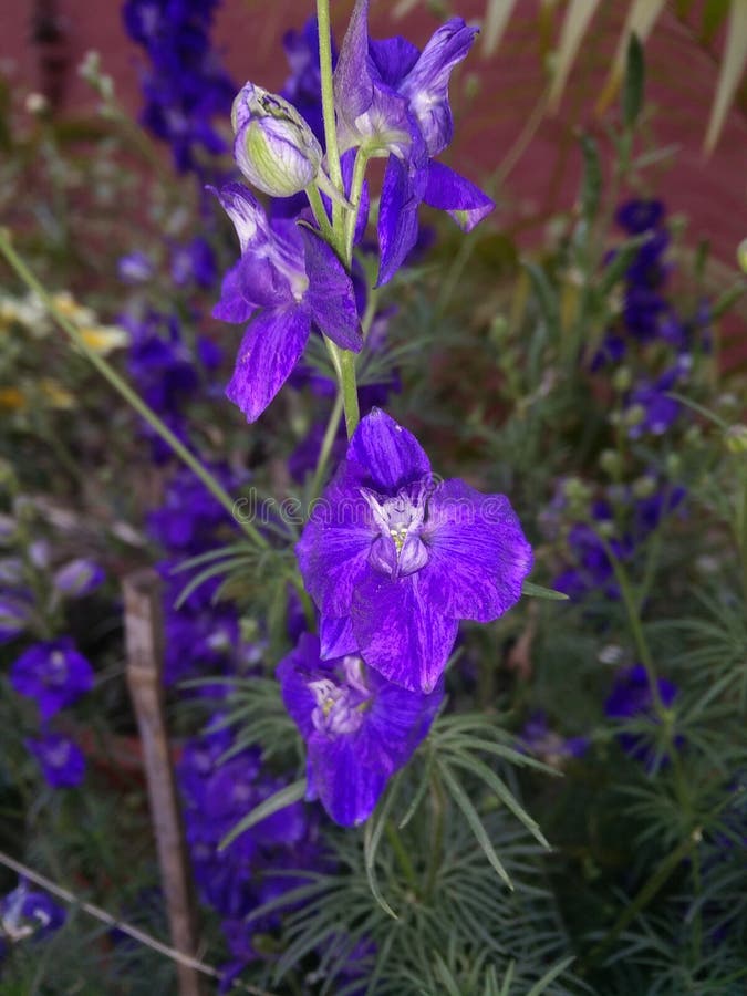 Irish flower stock photo. Image of nature, irish, blue - 141636608