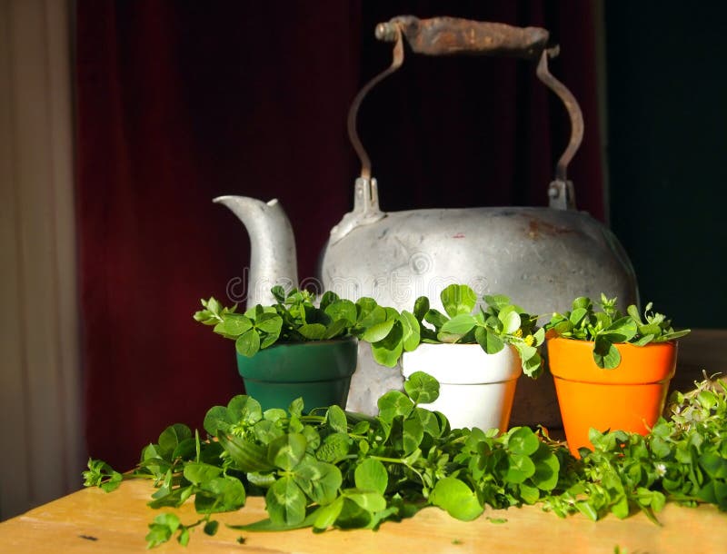 Irish Flower Pot Shamrocks stock photo. Image of shamrocks - 23854384
