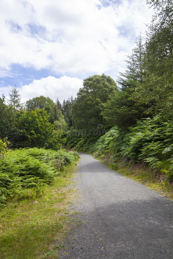 Irish forest stock photo. Image of countryside, nature - 197046576