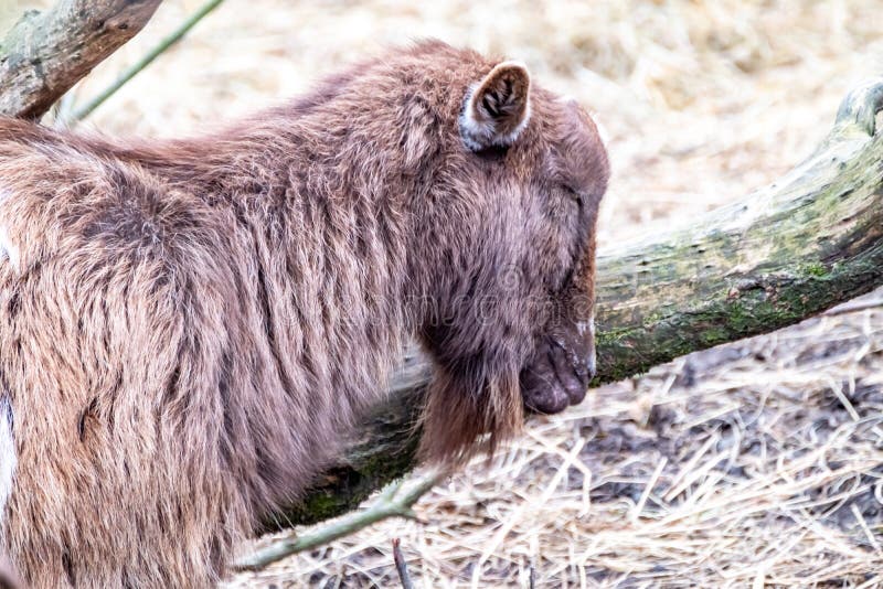 Irish Goat Having a Good Rub in County Donegal - Ireland Stock Image ...