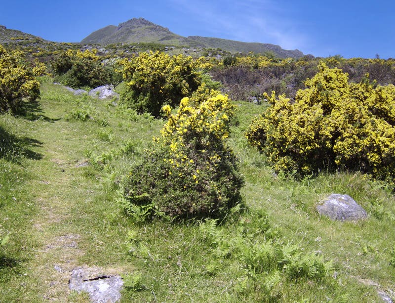 Irish gorse in bloom stock photo. Image of blue, evergreen - 217034688
