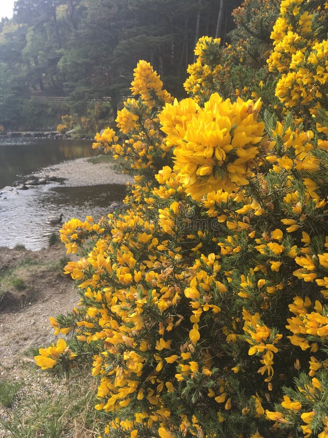 Irish Gorse stock image. Image of ireland, gorse, spring - 92872535
