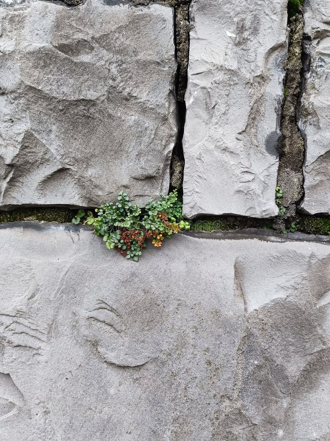 Irish Grey Stone and grass stock photo. Image of weathered - 263106674