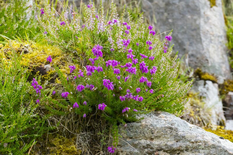 Irish Heath on a Pasture in the Scottish Highlands Stock Photo - Image ...