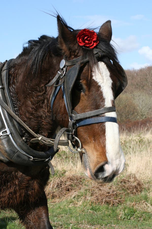 Irish horse and red rose stock photo. Image of ireland - 9387230