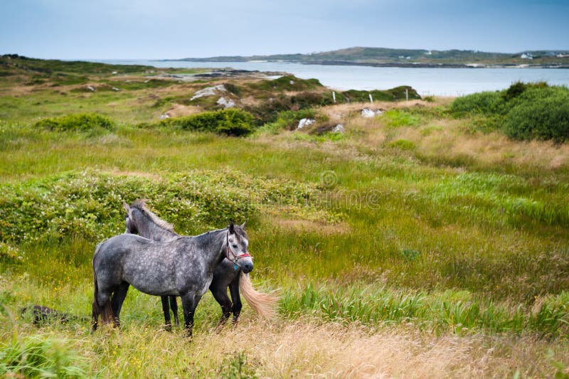 Irish horses stock image. Image of blue, equine, ride - 17508907