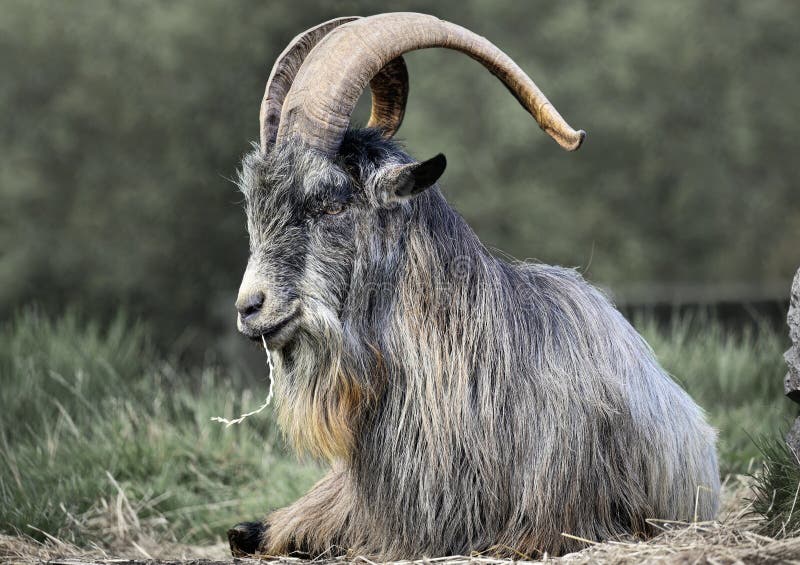 An Irish long horned goat stock photo. Image of goat - 347939538
