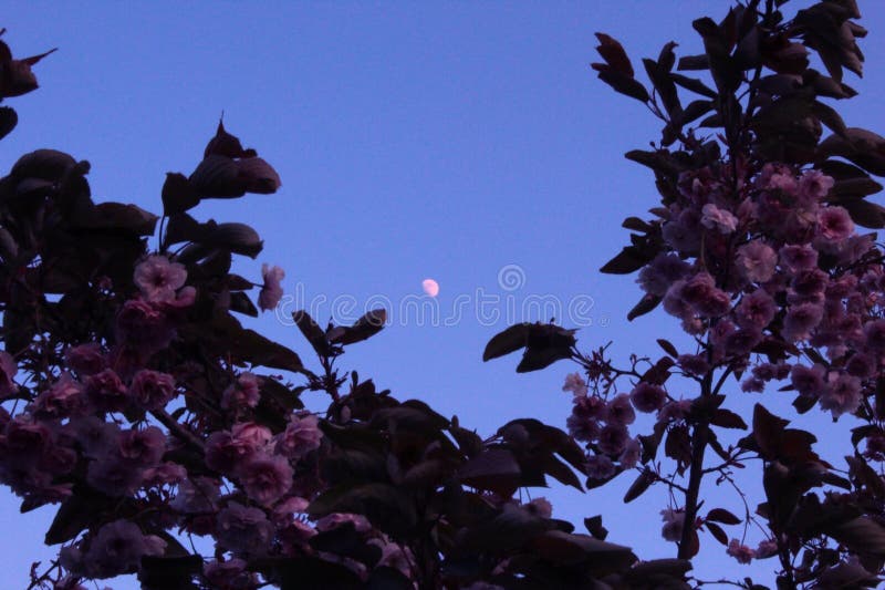 Irish Moon stock photo. Image of irish, cherry, tree - 74258044