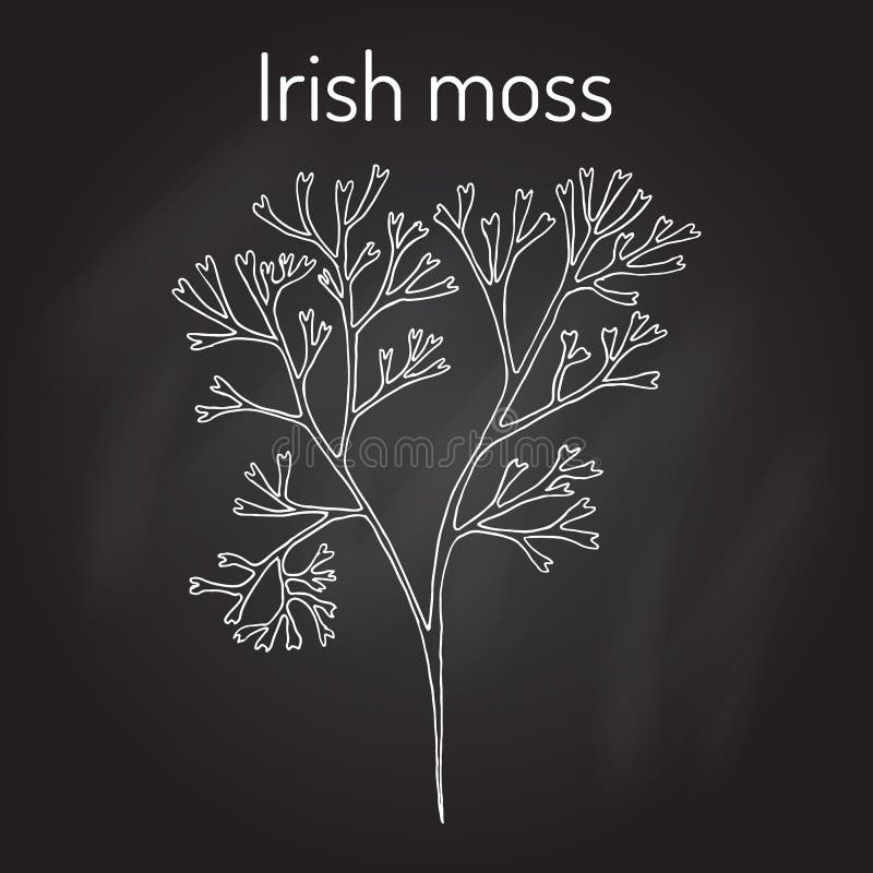 Irish Moss Chondrus Crispus , Red Alga Stock Vector - Illustration of ...