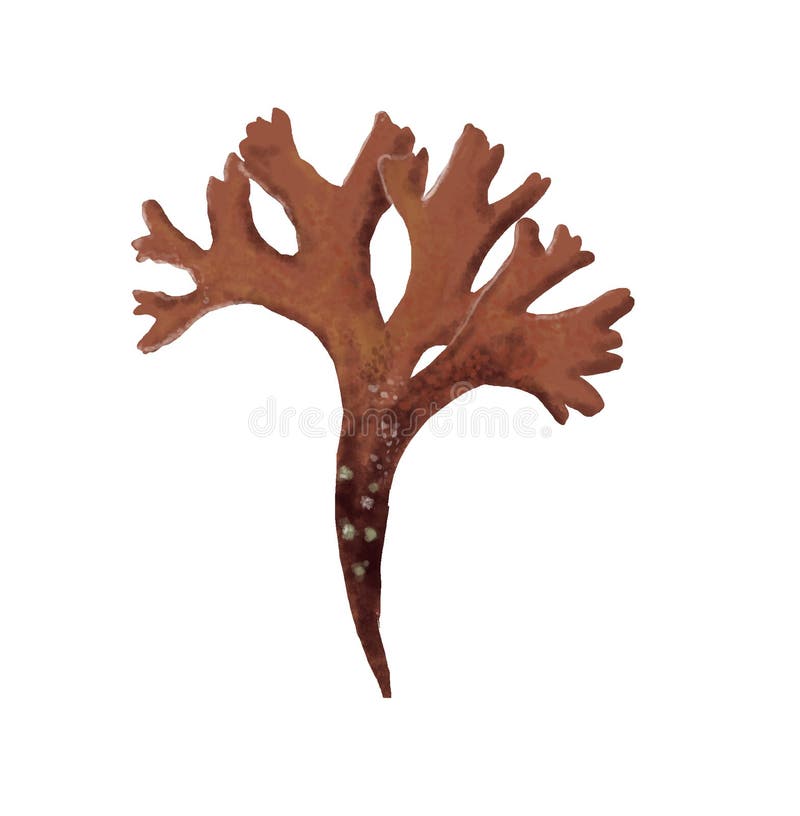 Moss Stock Illustrations – 8,086 Moss Stock Illustrations, Vectors ...