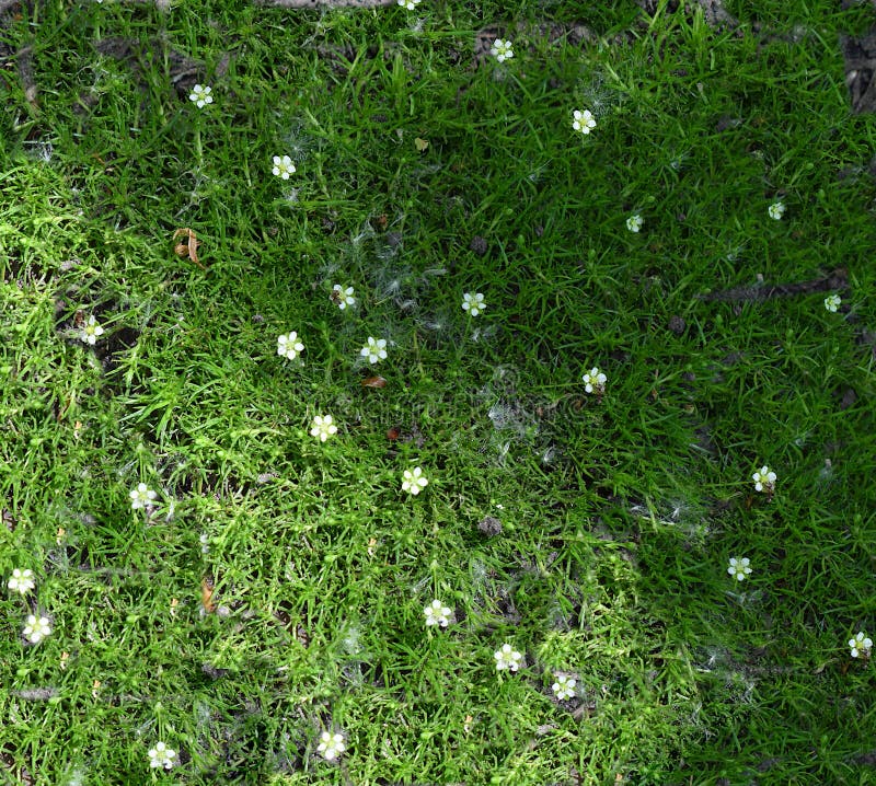 Irish Moss with Flowers Close-up Stock Image - Image of beautiful ...