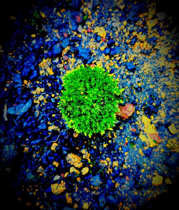 Irish Moss Growing in a Pot Stock Image - Image of irish, weed: 279746543