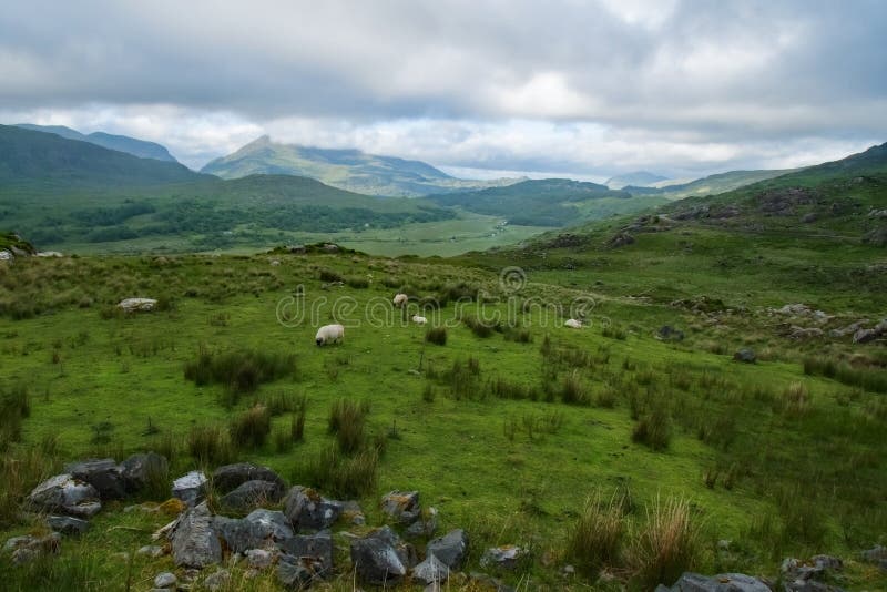 Irish Pasture with Sheep stock image. Image of landscape - 137614351