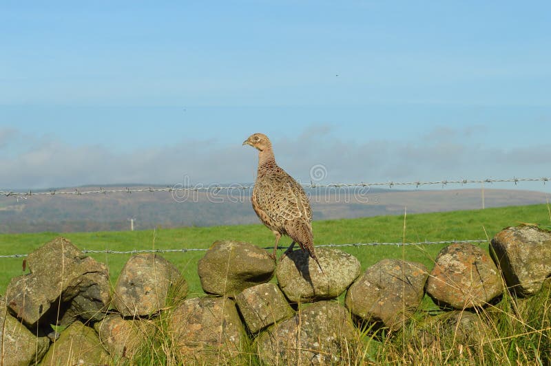 Irish Pheasant Looking Over Field Stock Photo - Image of posing, irish ...