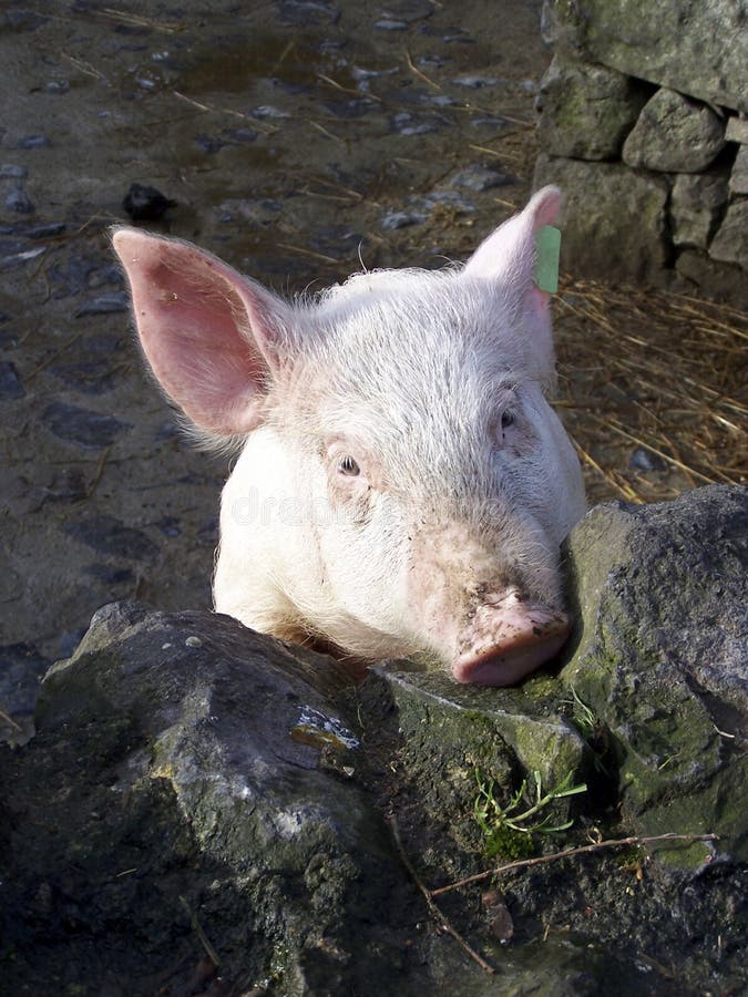 Irish pig close up stock photo. Image of stone, bunratty - 8399262