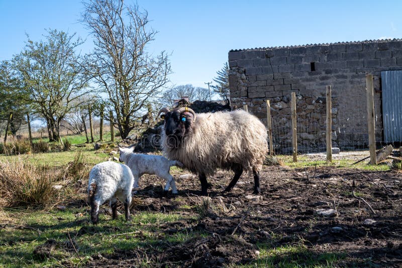 Irish Ram with Small Lamb in County Donegal - Ireland Stock Photo ...