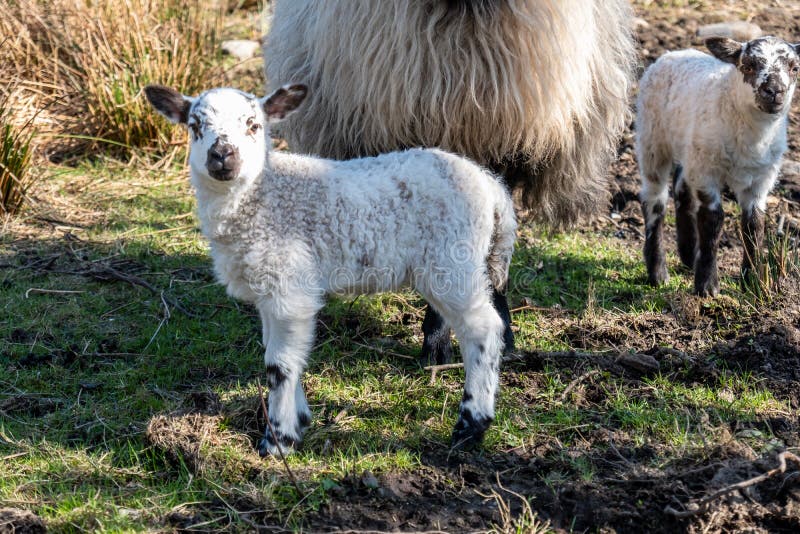 Irish Ram with Small Lamb in County Donegal - Ireland Stock Photo ...