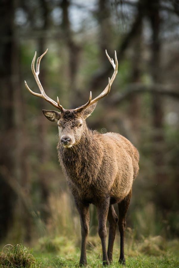 Irish Red deer stag stock image. Image of animal, autumnal - 65929783