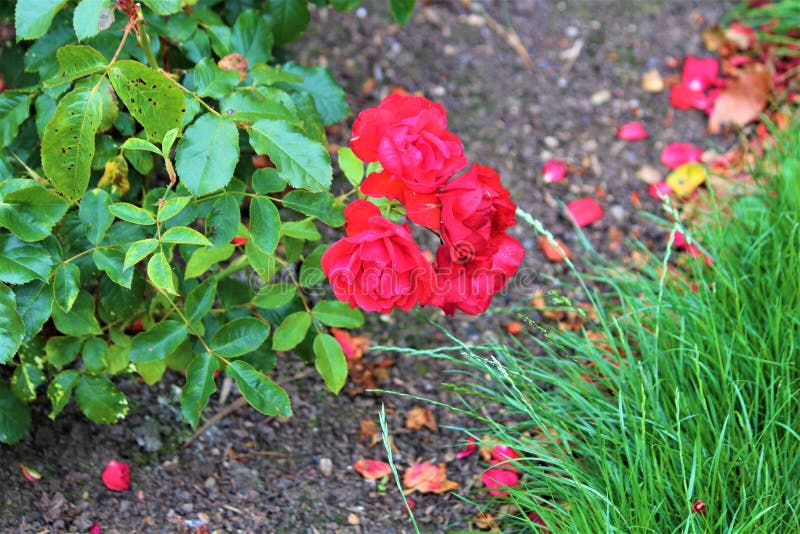 Irish Red Rose stock image. Image of falling, flower - 124132803
