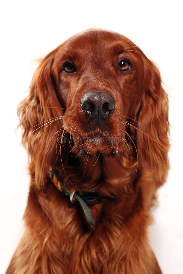 Close-up of Irish Setter, 5 Years Old Stock Image - Image of domestic ...