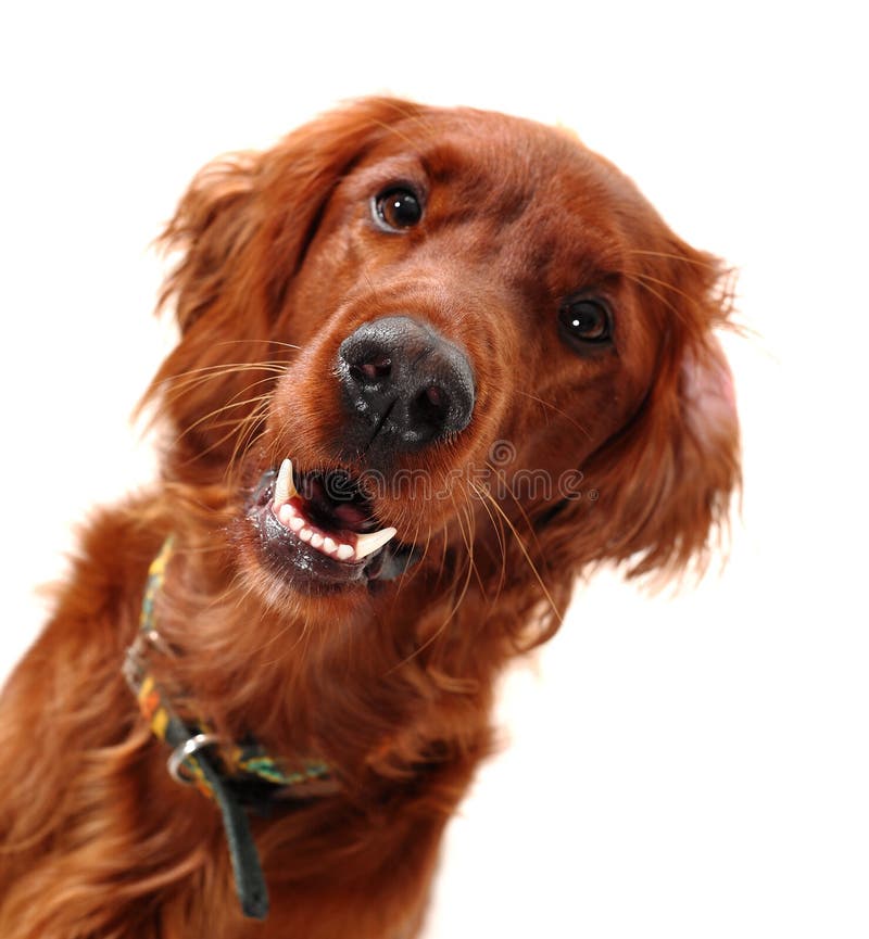 Irish Red and White Setter Portrait Stock Photo - Image of domesticated ...