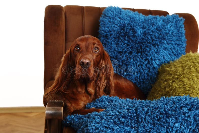 Irish Red Setter stock photo. Image of forward, isolated - 51282086