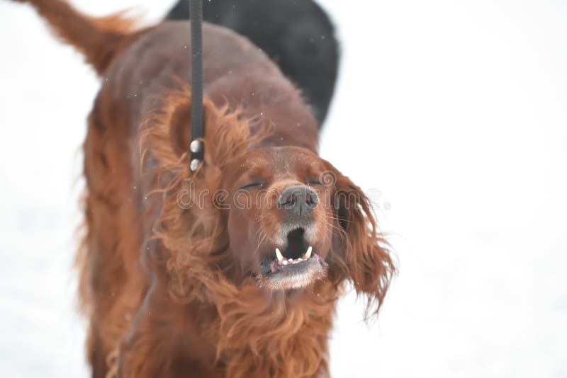 Irish Red setter stock photo. Image of head, beautiful - 113029526