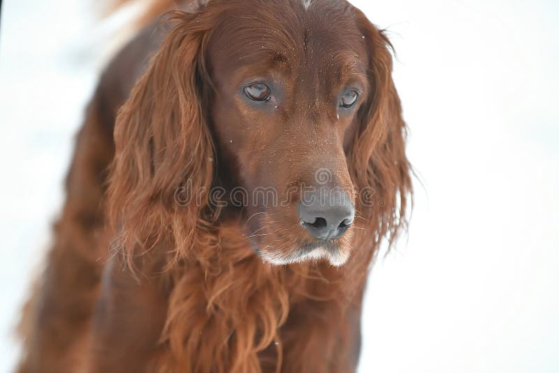 Irish Red setter stock image. Image of cute, canine - 113029545
