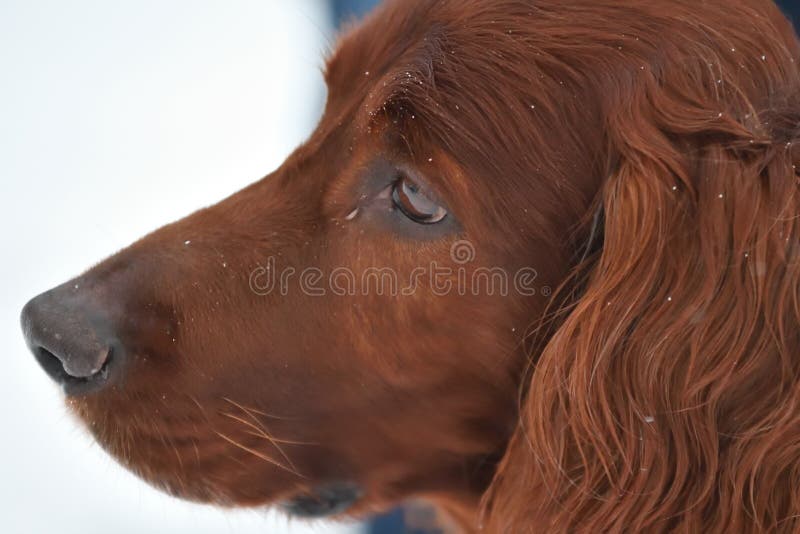 Irish Red setter stock image. Image of animal, portrait - 113029577