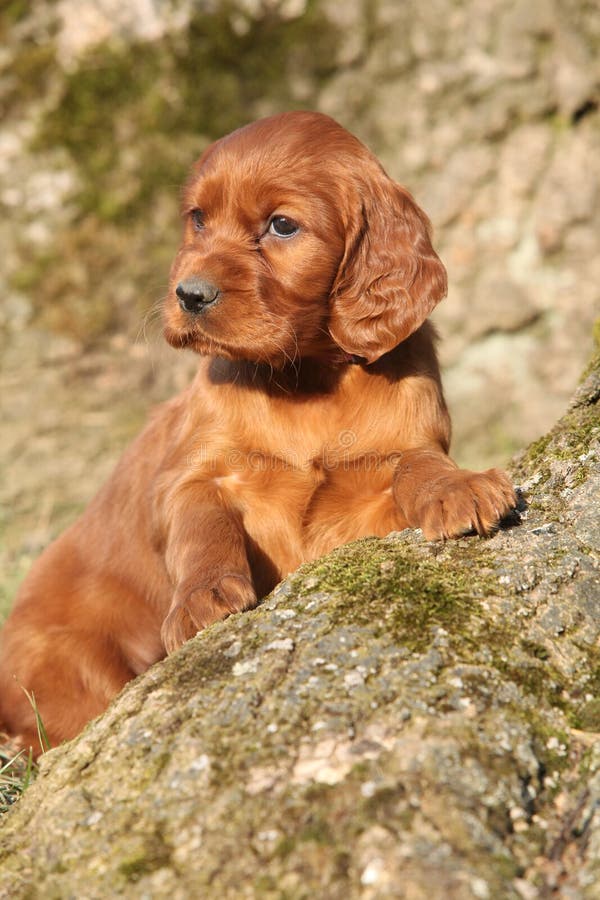 Irish Red Setter Puppies in Nature Stock Image - Image of domestic ...