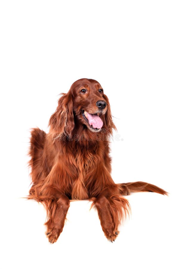 Irish Red Setter On White Background Stock Image - Image of isolated ...