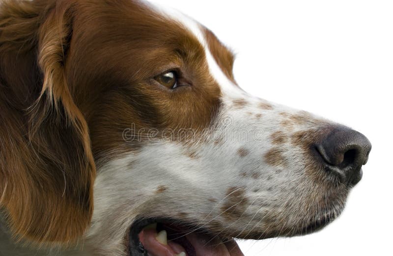 Irish Red and White Setter Couple Stock Photo - Image of head, look ...