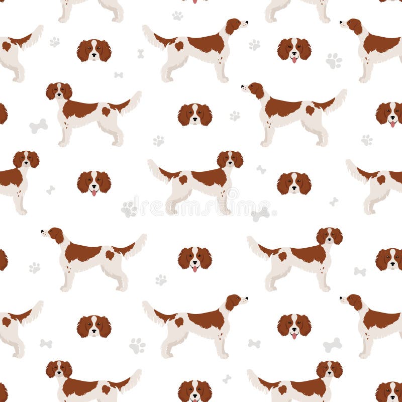 Irish Red and White Setter Seamless Pattern. Different Poses, Coat ...