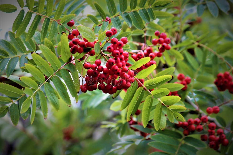 Irish Rowan Tree stock photo. Image of native, growth - 124133064