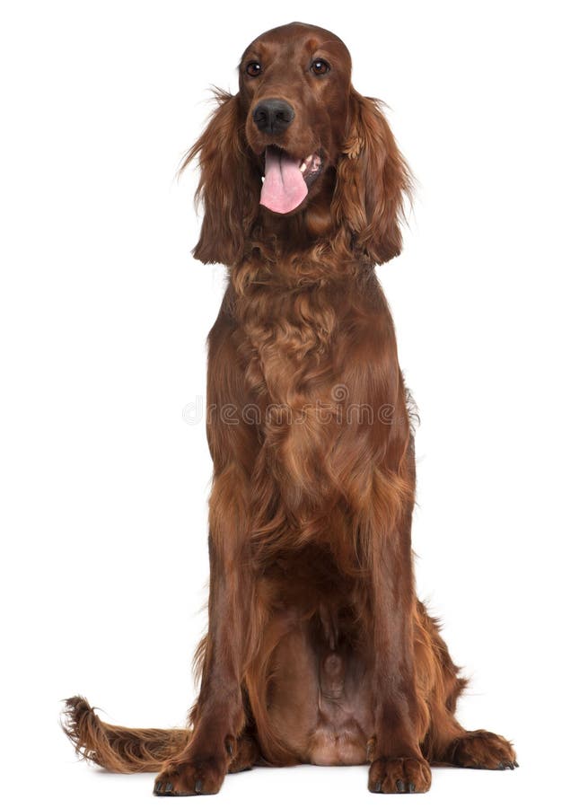 Irish Setter (3 years) stock photo. Image of white, portrait - 7274424